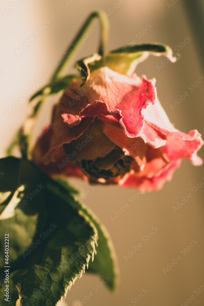 Dry red rose in warm sunlight. Dead flowers, faded. Rose bouquet, close ...