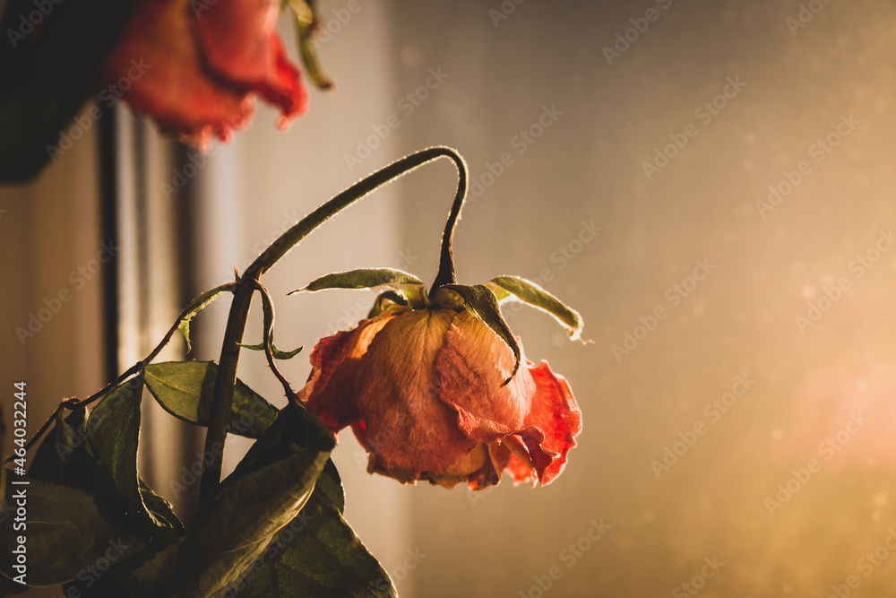 Dry red roses. Dead flowers, faded. Rose bouquet, close up. Dying love ...