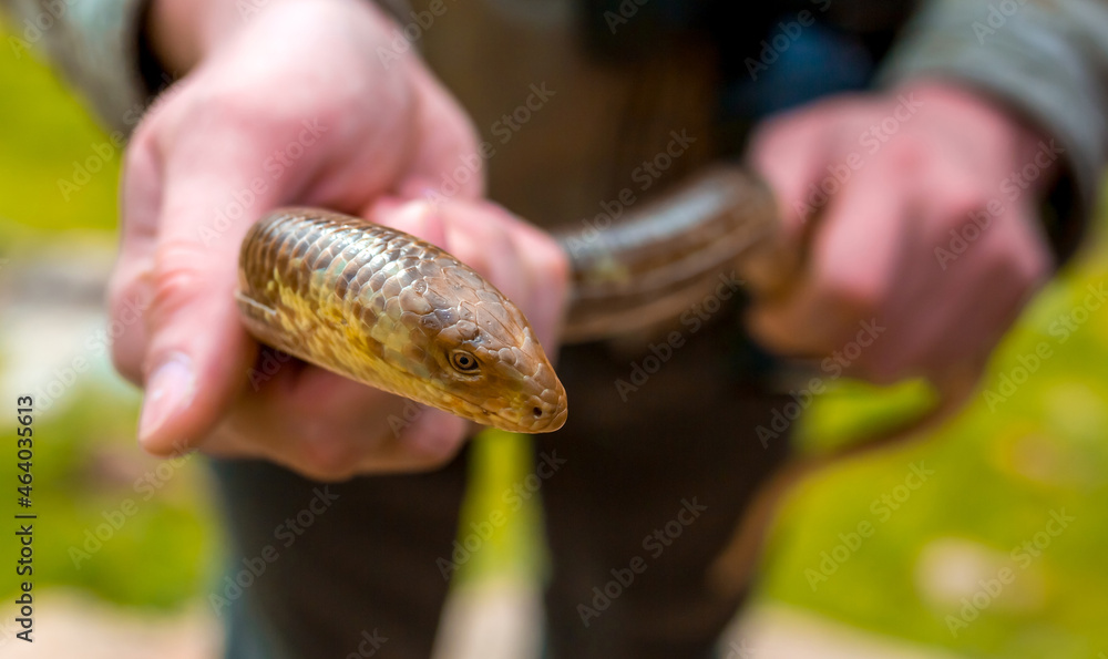 Snake close-up. The caught snake is held by a man in his hands. Lizard ...