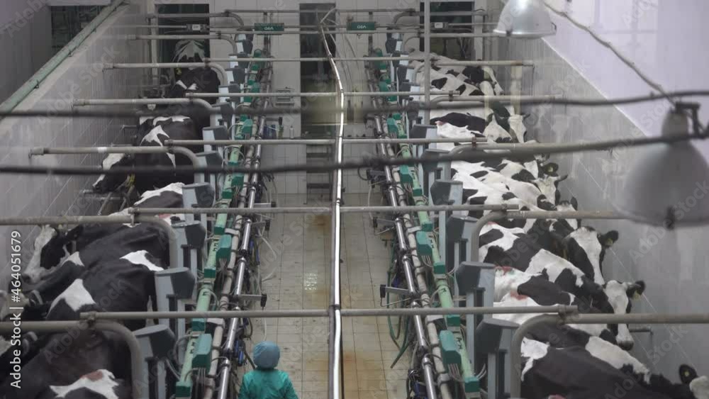 A milkmaid connects the milking machine. The cows udder. milking cows ...