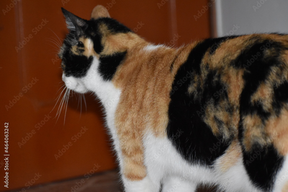 gato de tres colores Stock Photo | Adobe Stock