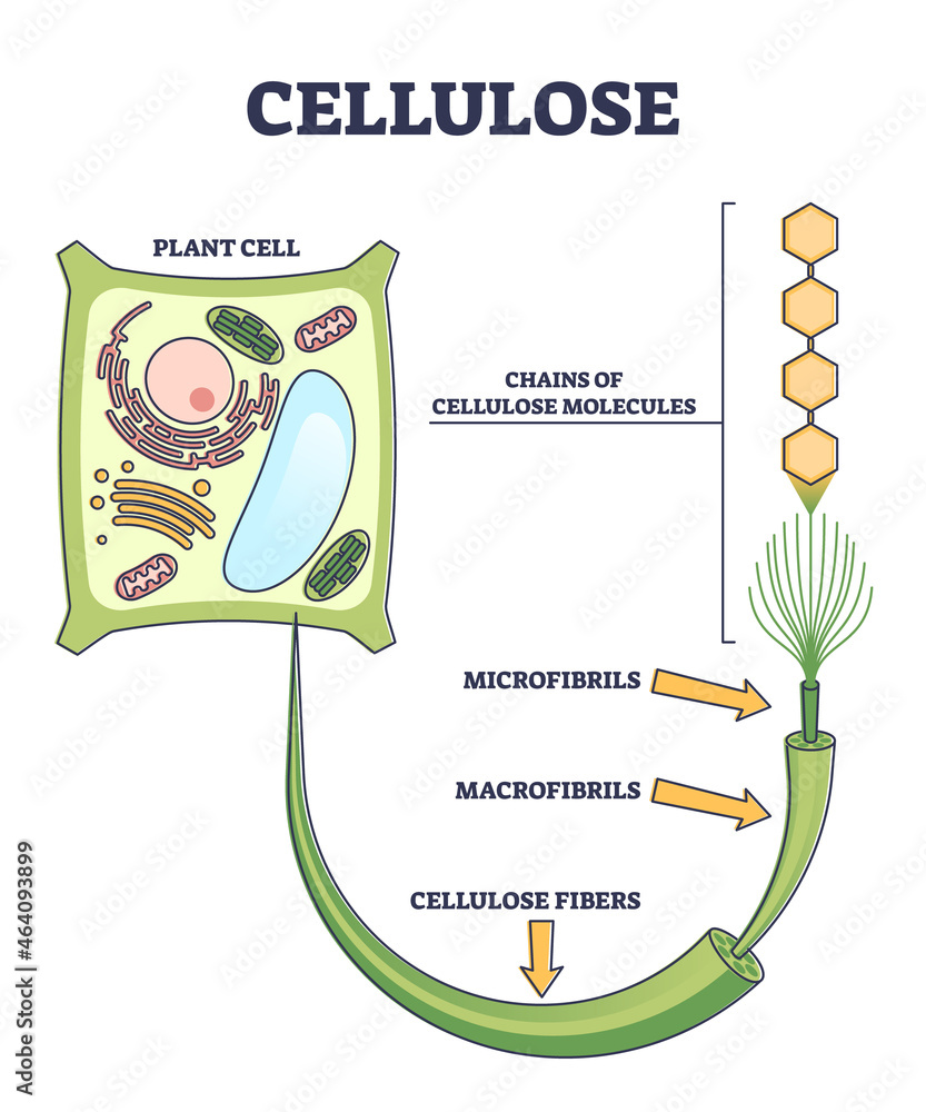 Cellulose as organic compound structure from plant cell outline diagram ...