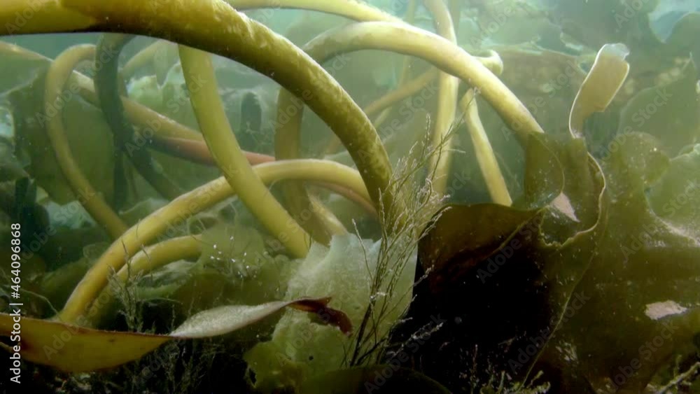 Vidéo Stock Underwater video in cold clear water of the Arctic Ocean ...