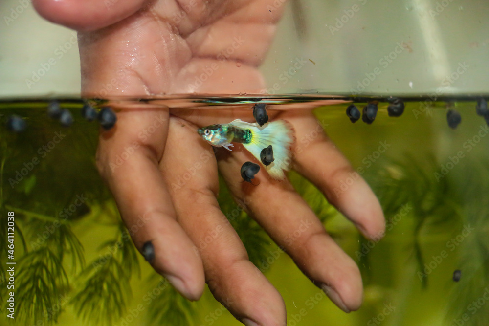Hand inside fish tank trying to catch small guppy fish. Poecilia ...