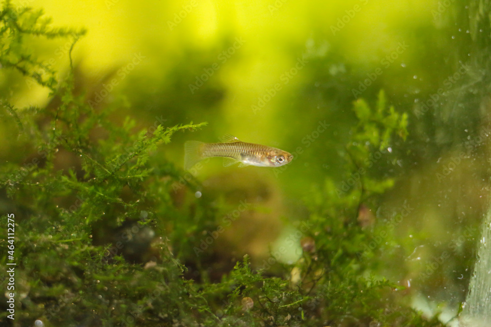 Small guppy fish in a fish tank Scientifically named ornamental fish ...