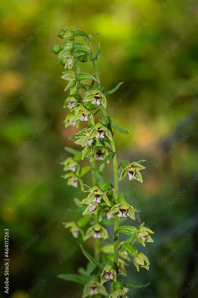 Flowers of Dune Helleborine (Epipactis dunensis), a rare wild orchid ...