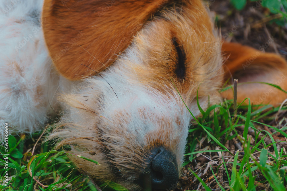 Fotografia de un perro blanco con manchas cafe en la naturaleza de la ...