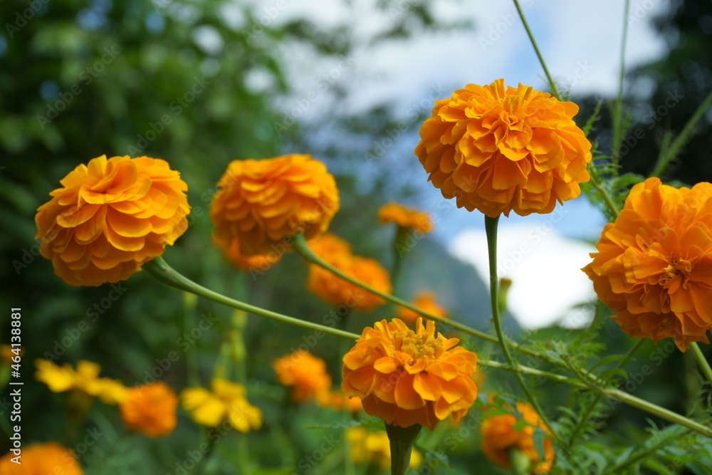 Flor Cempasuchil Flor de muertos Dia de muertos Mexico Stock Photo ...