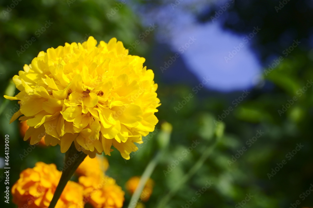 Flor Cempasuchil Flor de muertos Dia de muertos Mexico Stock Photo ...
