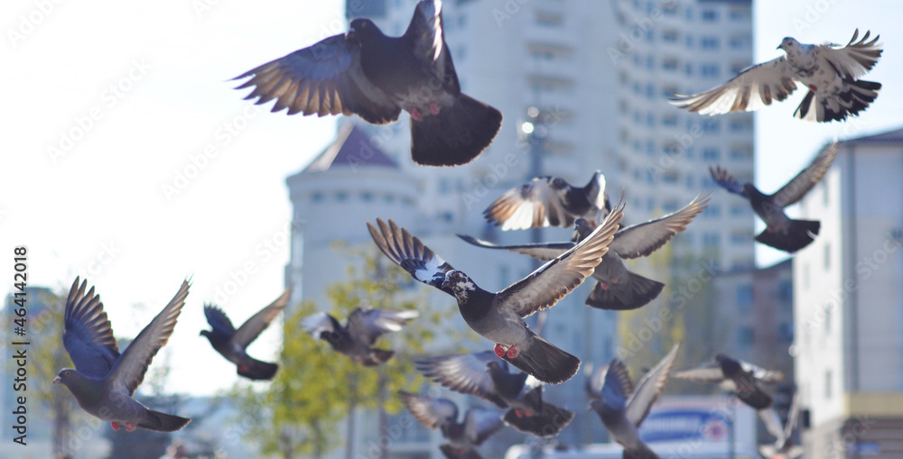 Pigeons Flying Away