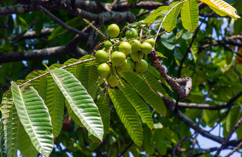 Foto de Matoa fruits (Pometia pinnata) hanging on the tree, native ...
