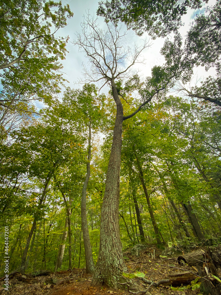 Portrait of a giant tree standing proudly in a lush green forest Stock ...