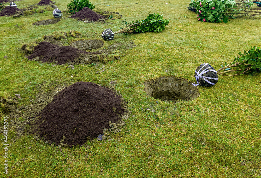 Preparing A Hole And Planting A Tree Stock Photo | Adobe Stock