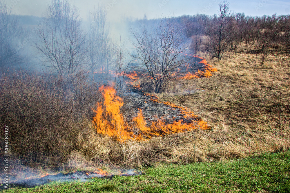 Taiga of Siberia and the Far East, Russia. Fire in the forest near ...