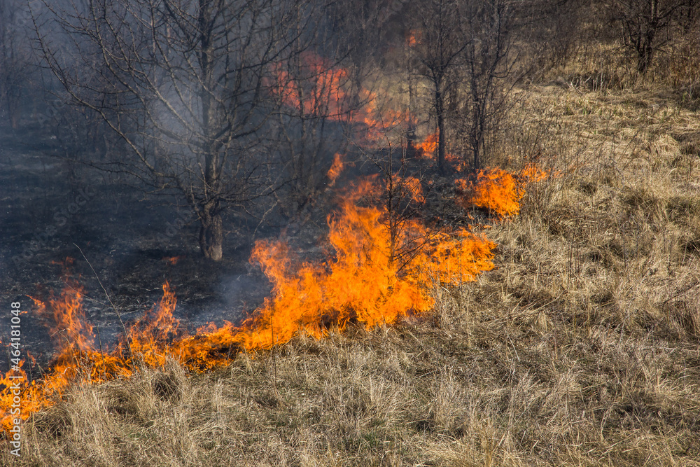 Taiga of Siberia and the Far East, Russia. Fire in the forest near ...