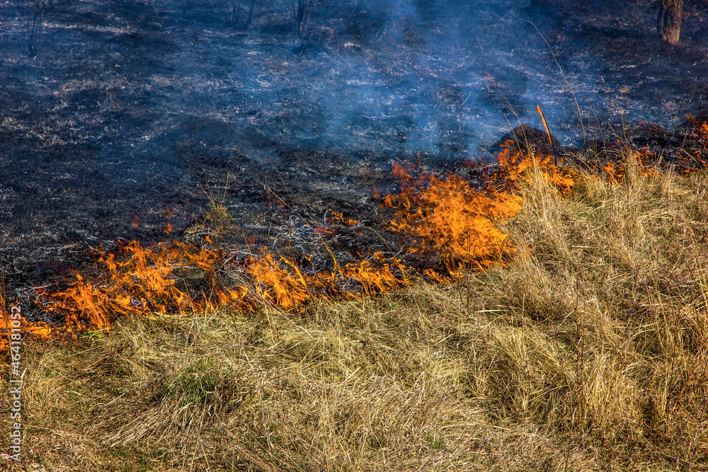 Taiga of Siberia and the Far East, Russia. Fire in the forest near ...
