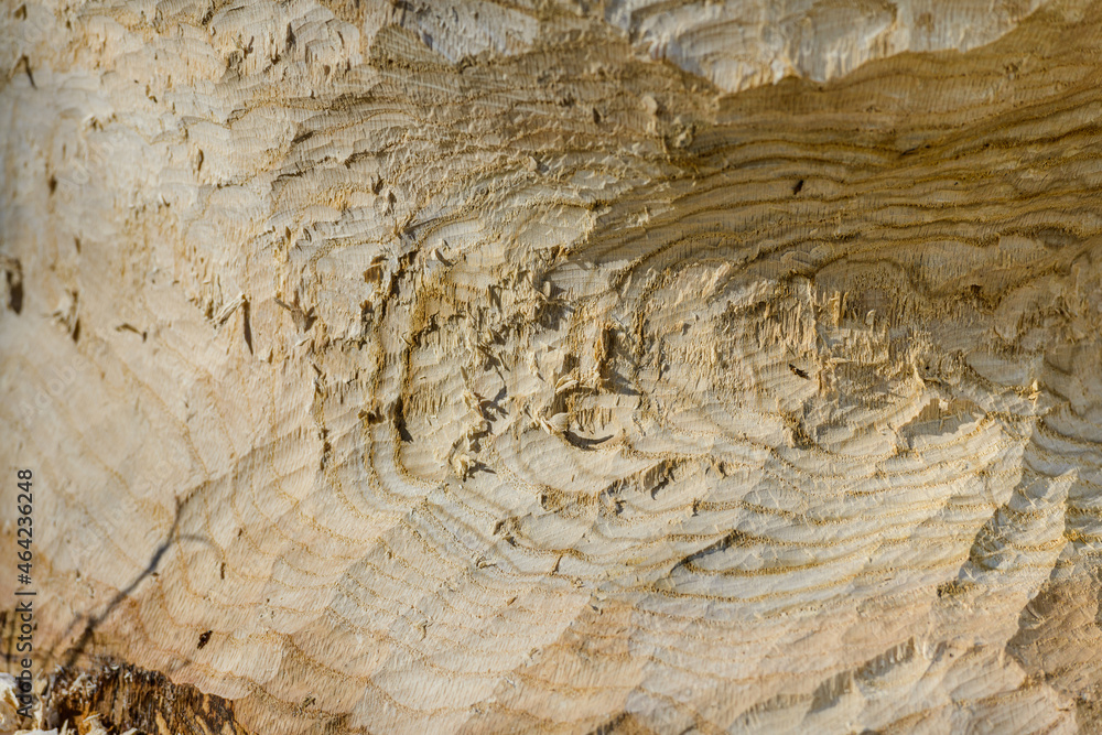 Tree trunk with marks of beaver teeth. Decorative background texture of ...