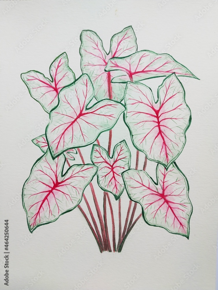 Hand drawn watercolor painting of caladium white queen. Botanical ...