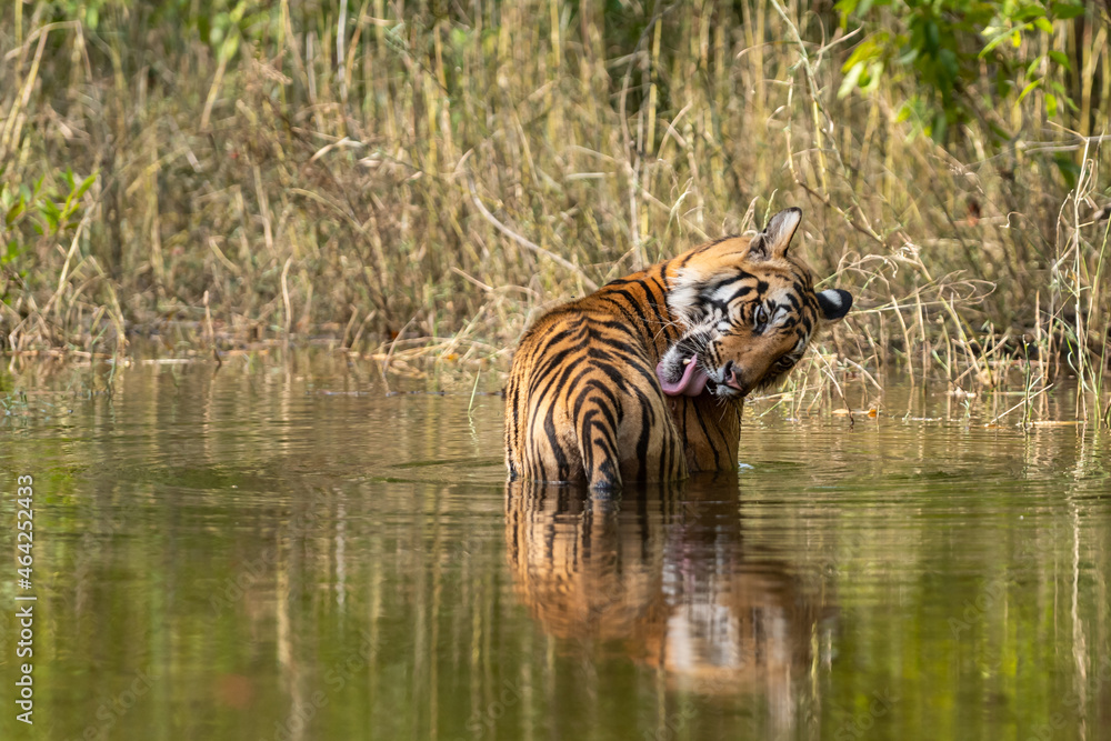 wild male tiger cooling off in water with reflection and licking wound ...