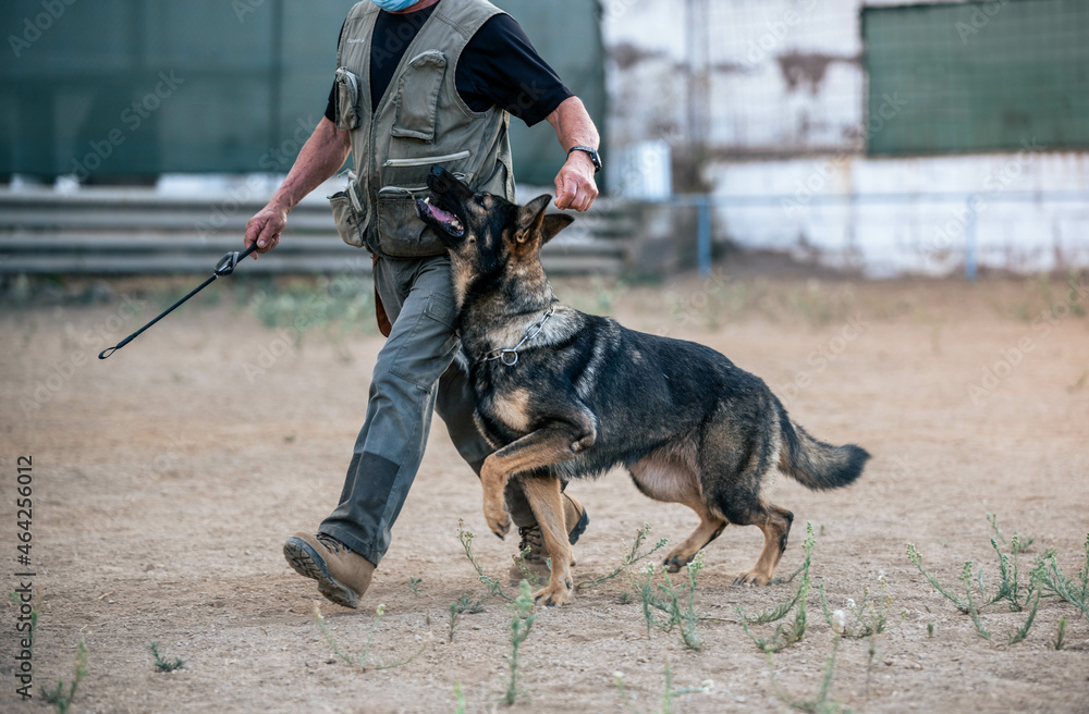 German shepherd training with his owner. He walks next to the man while ...
