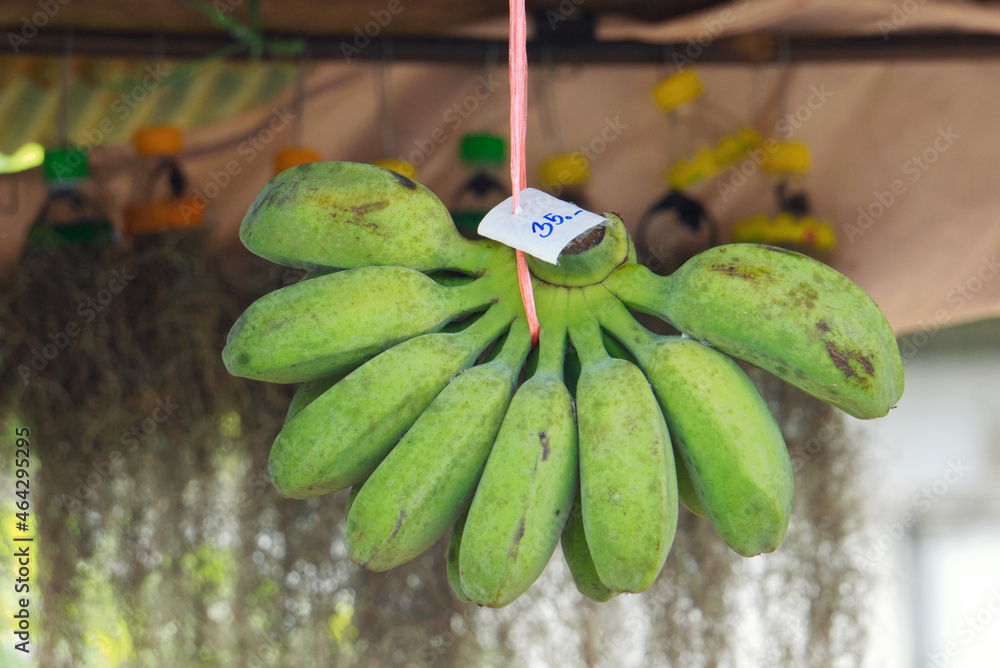 Bananas are hung on strings with price tags for sale in local shops in ...