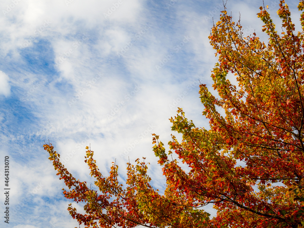 Fall foliage branches reaching up to sky Stock Photo | Adobe Stock