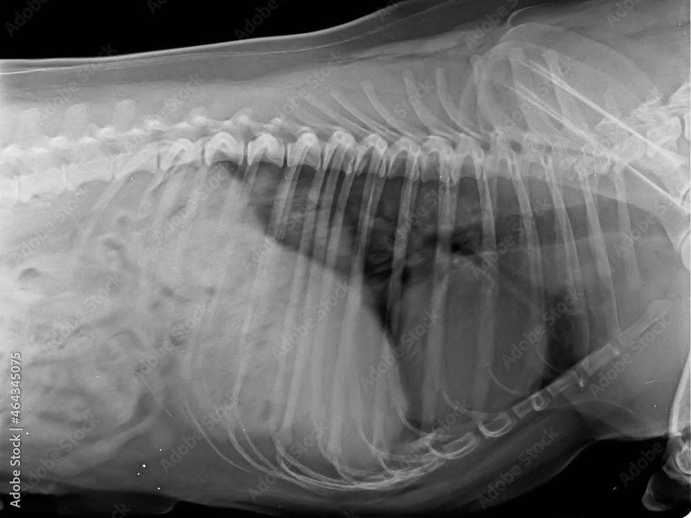 x-ray with the lungs and heart of a dog Stock Photo | Adobe Stock