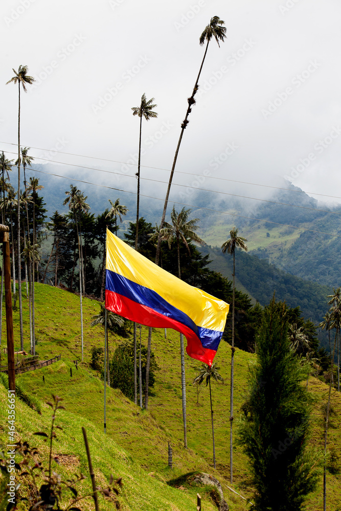 Colombian flag and the Colombian National tree, the Quindio Wax Palm at ...