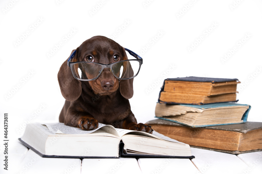 dachshund with glasses reading a book, inquisitive puppy, canine ...