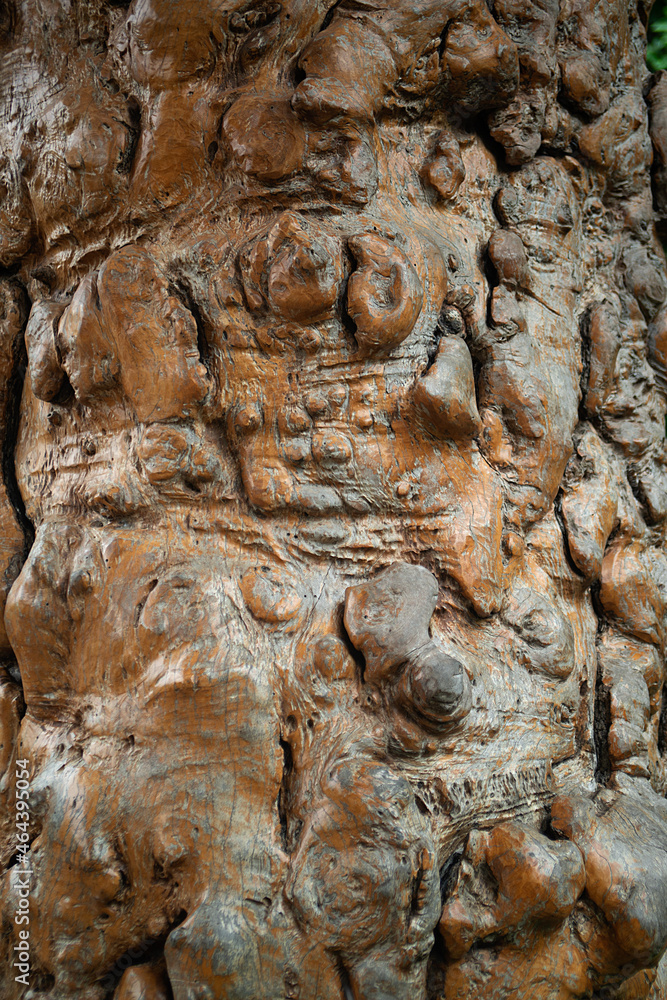 Sculpture of bark of tree. The texture of bark. Seamless tree bark ...
