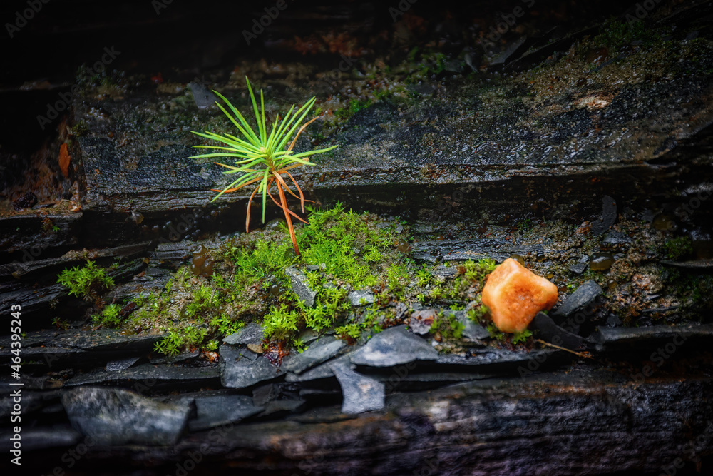 A very small pine tree seedling is growing on the rock ledge at Watkins ...