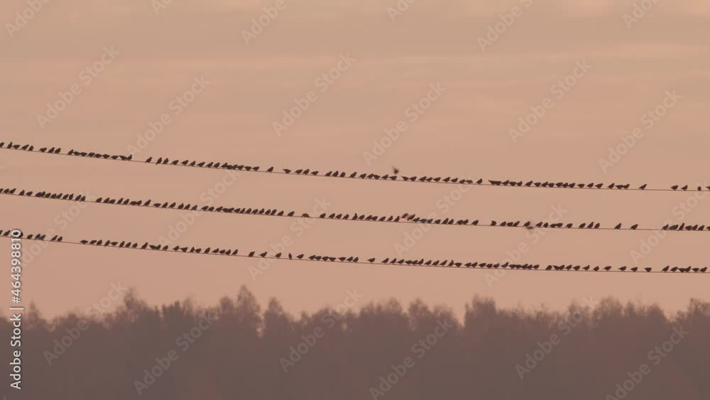 Flock of starlings birds sitting on power line on sunrise sky ...