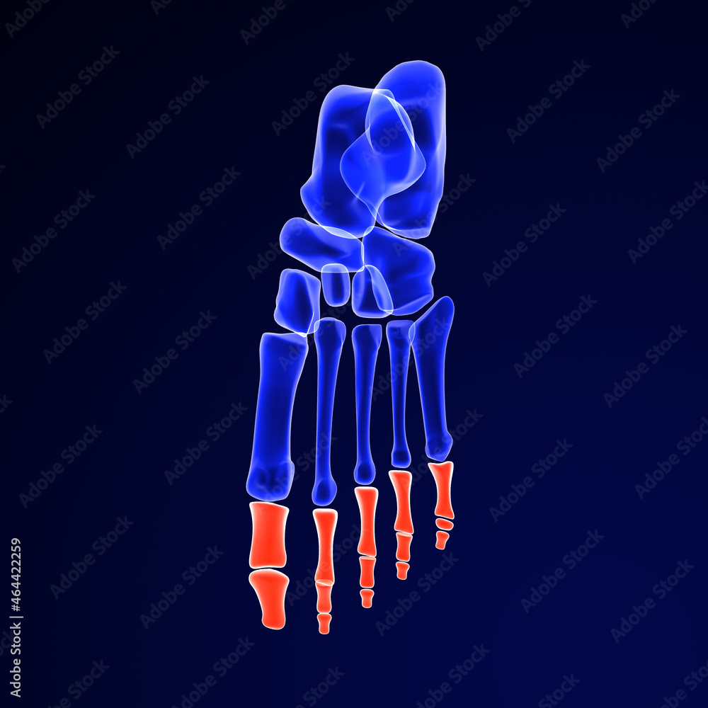 The phalanges are digital bones in the hands and feet of most ...
