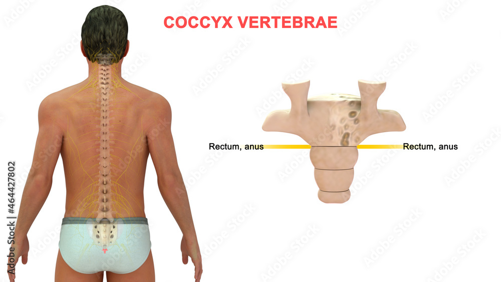 The coccyx (also known as the tailbone) is the terminal part of the ...
