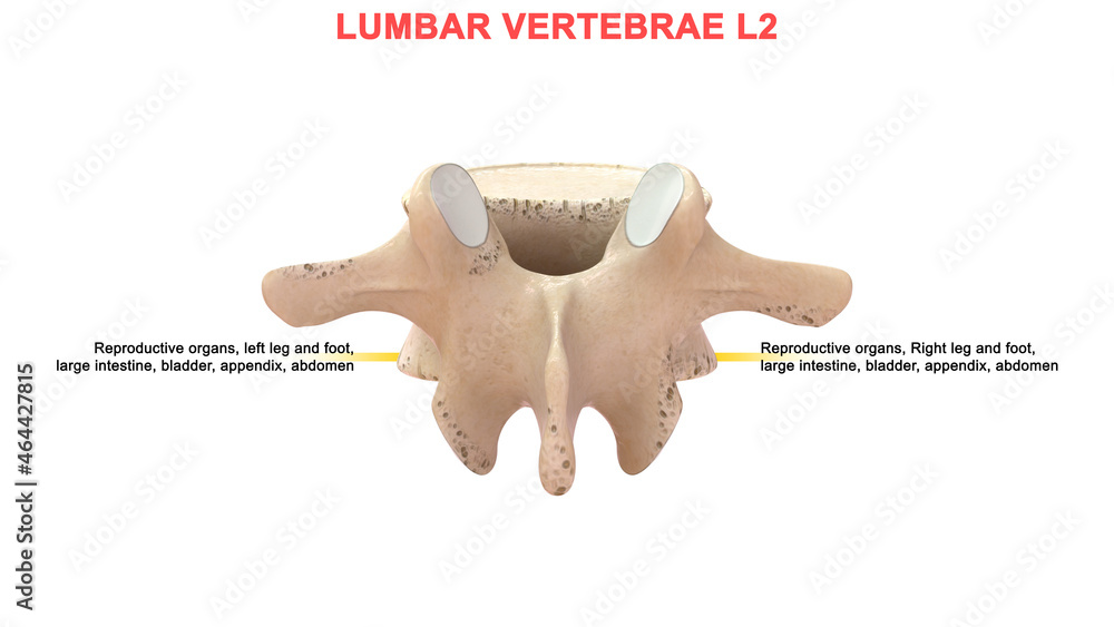The lumbar spine contains 5 vertebrae, labeled L1 to L5, which ...