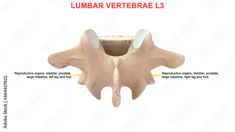The lumbar spine contains 5 vertebrae, labeled L1 to L5, which ...