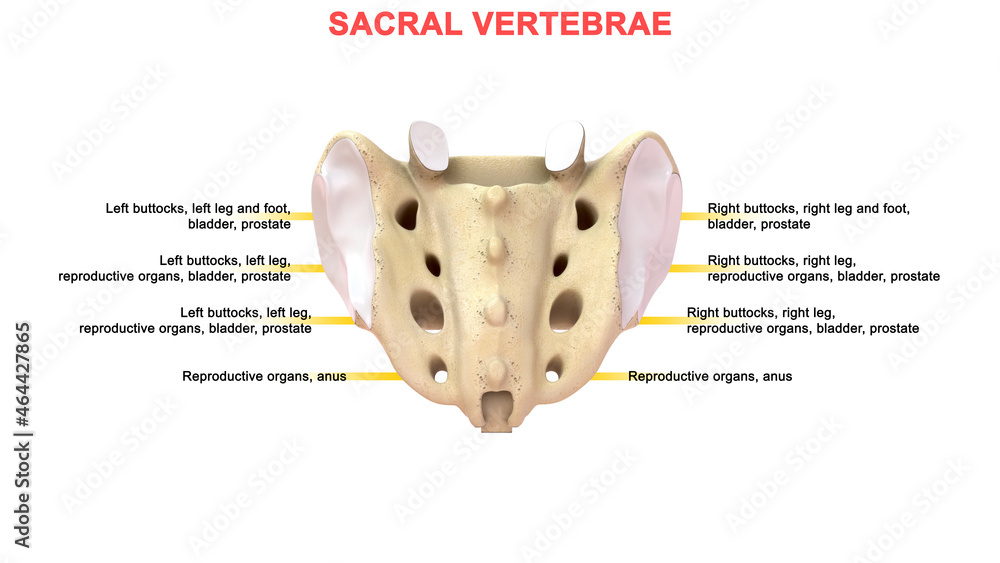 The sacrum, sometimes called the sacral vertebra or sacral spine (S1 ...