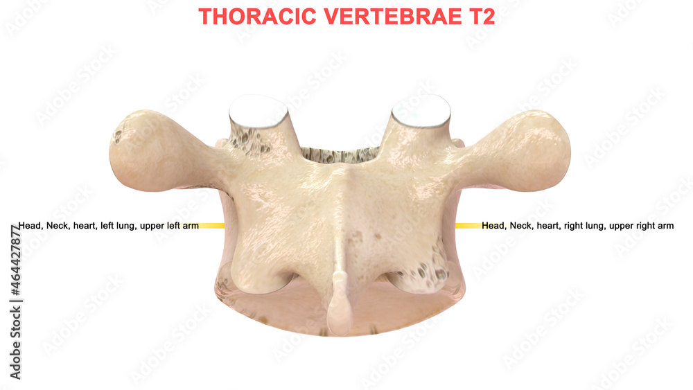 In humans, there are twelve thoracic vertebrae and they are ...