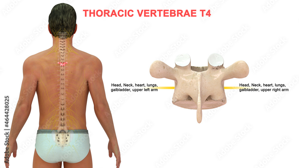 The thoracic spine has 12 nerve roots (T1 to T12) on each side of the ...