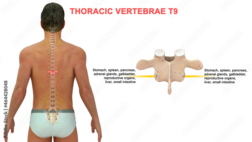 The thoracic spine has 12 nerve roots (T1 to T12) on each side of the ...