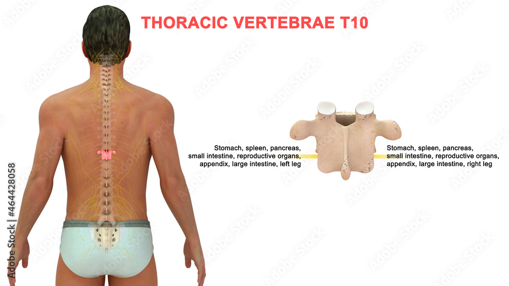 The thoracic spine has 12 nerve roots (T1 to T12) on each side of the ...