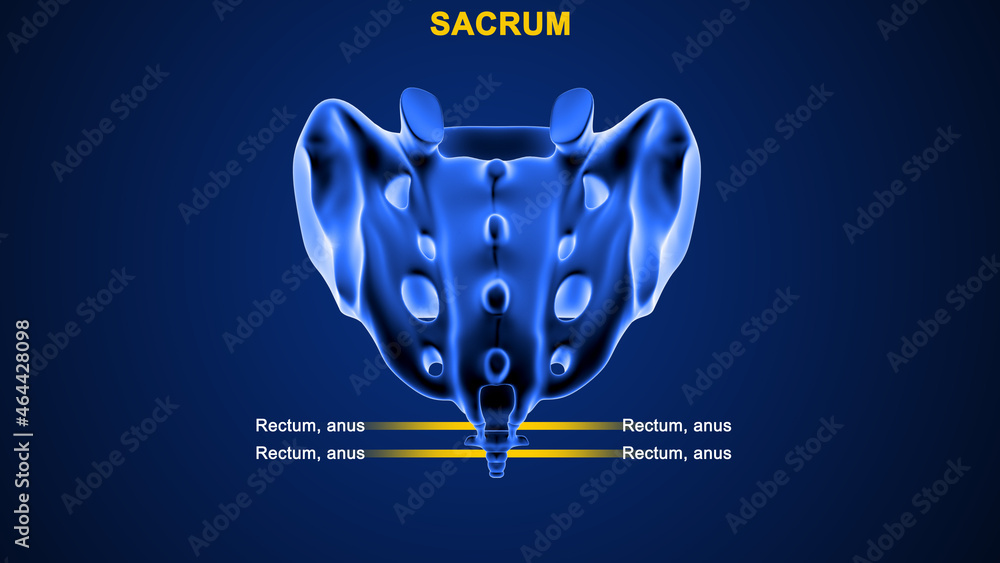 The sacrum, sometimes called the sacral vertebra or sacral spine (S1 ...
