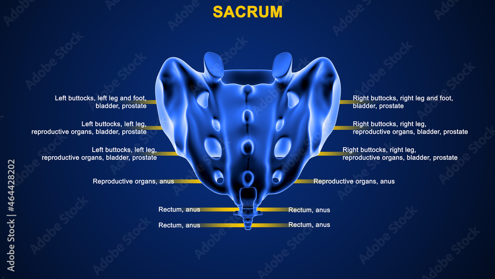 The sacrum, sometimes called the sacral vertebra or sacral spine (S1 ...