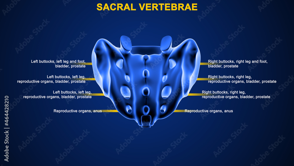 The sacrum, sometimes called the sacral vertebra or sacral spine (S1 ...
