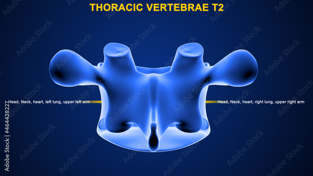 The thoracic spine has 12 nerve roots (T1 to T12) on each side of the ...