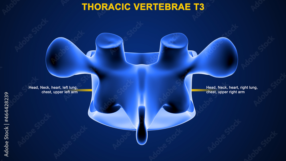 The thoracic spine has 12 nerve roots (T1 to T12) on each side of the ...