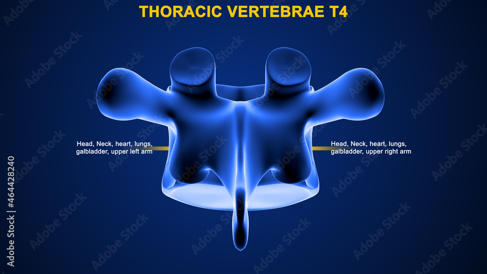 The thoracic spine has 12 nerve roots (T1 to T12) on each side of the ...