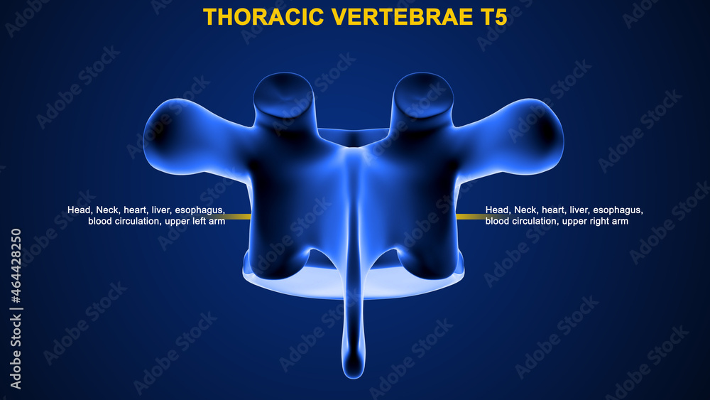 The thoracic spine has 12 nerve roots (T1 to T12) on each side of the ...