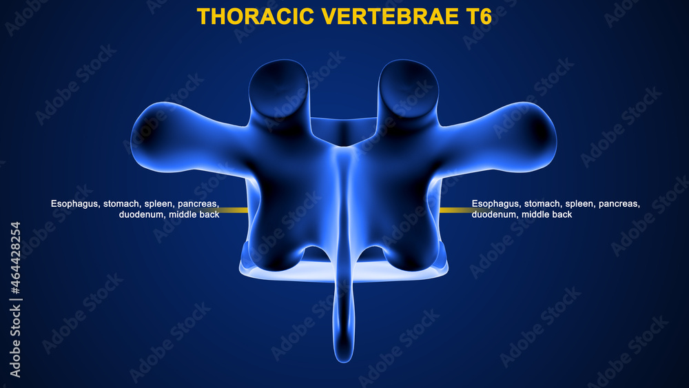The thoracic spine has 12 nerve roots (T1 to T12) on each side of the ...