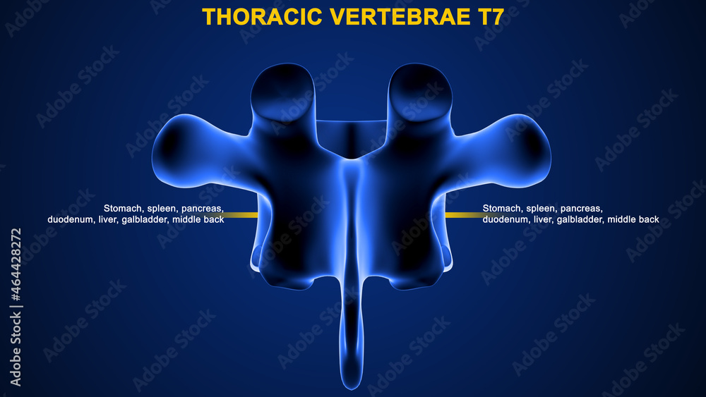 The thoracic spine has 12 nerve roots (T1 to T12) on each side of the ...